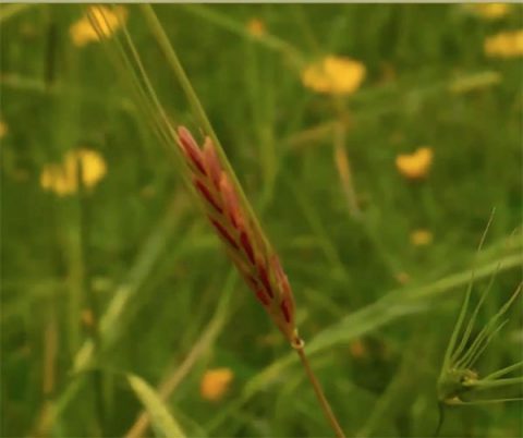 The Barley is Aviv - Wave Sheaf Day - sightedmoon.com