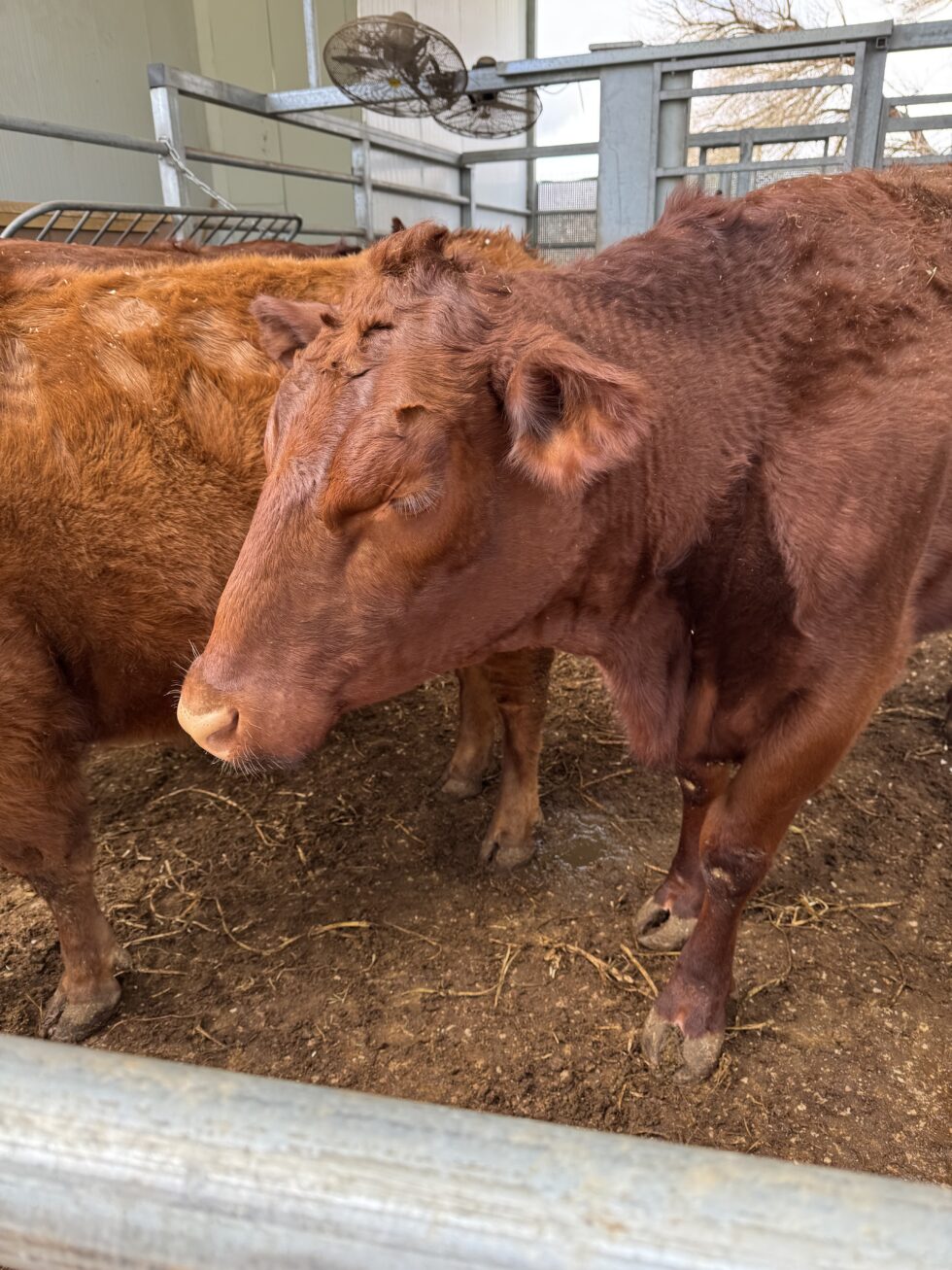 The Red Heifer-2025 - sightedmoon.com